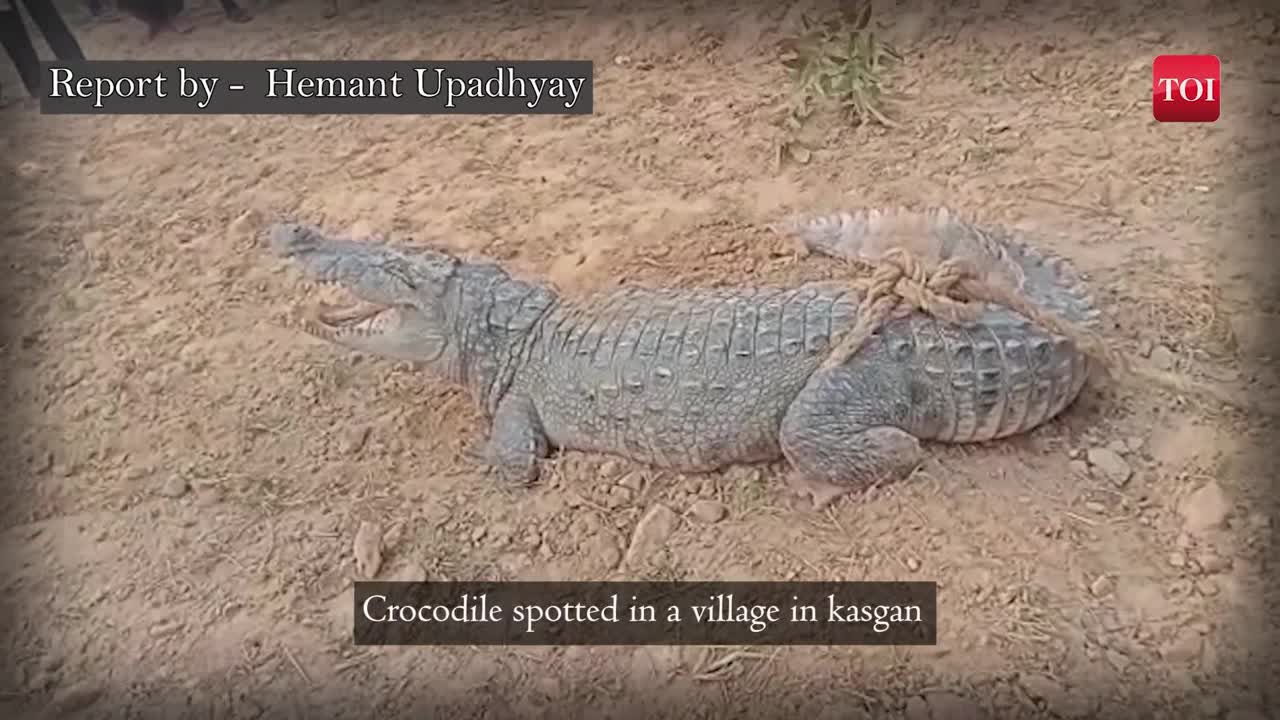 Watch a rescue operation of a crocodile creating panic in kasganj