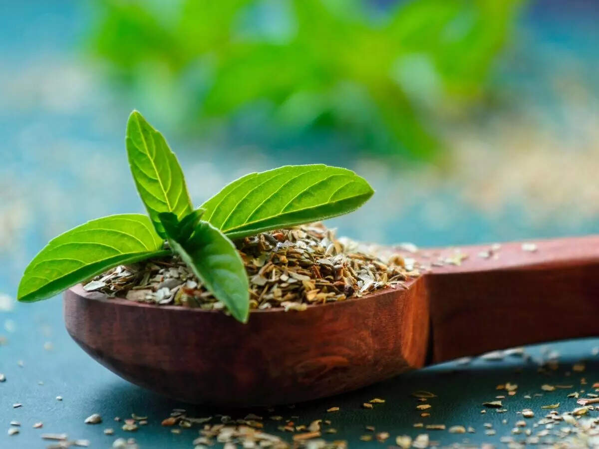 Lunar Eclipse 2022: Why Tulsi is added to foods during the eclipse