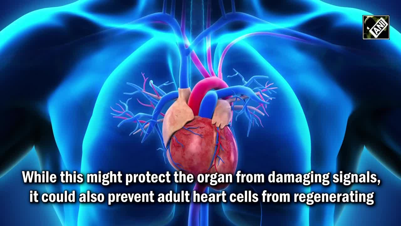 Study explains why adults’ hearts don't regenerate Study explains why adults’ hearts don't regenerate