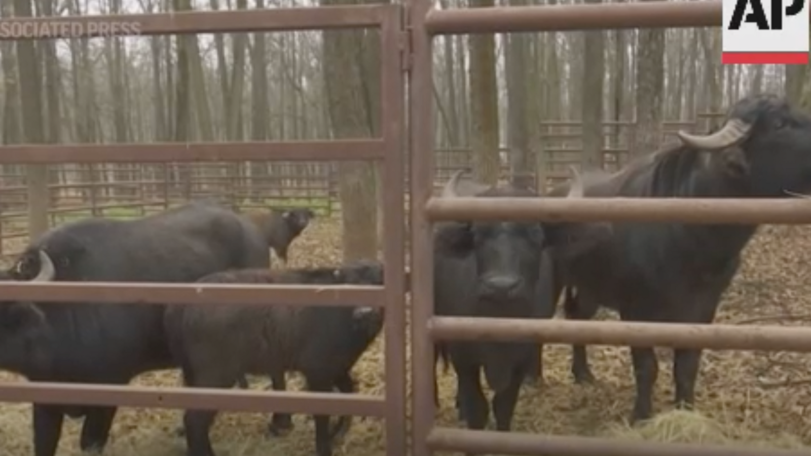 Russia Ukraine war: Escaped Kharkiv zoo buffaloes return with calves