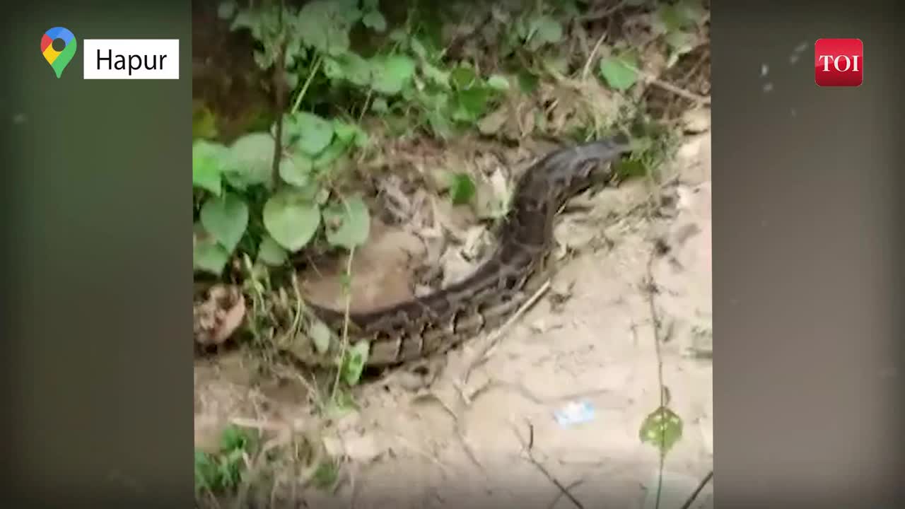 hapur: Python creates panic in Hapur, 20 foot long spotted in a city