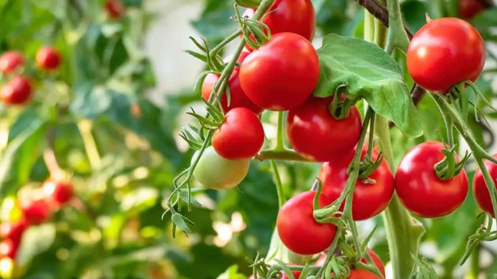 Tomatoes in diet changes human gut microbes: Study