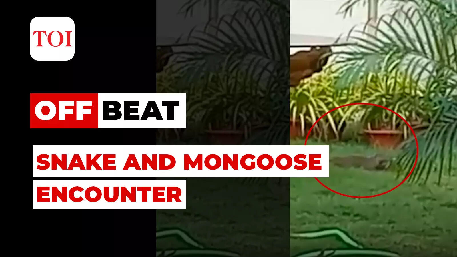 IFS officer Susanta Nanda shares video of cobra and mongoose battling ...