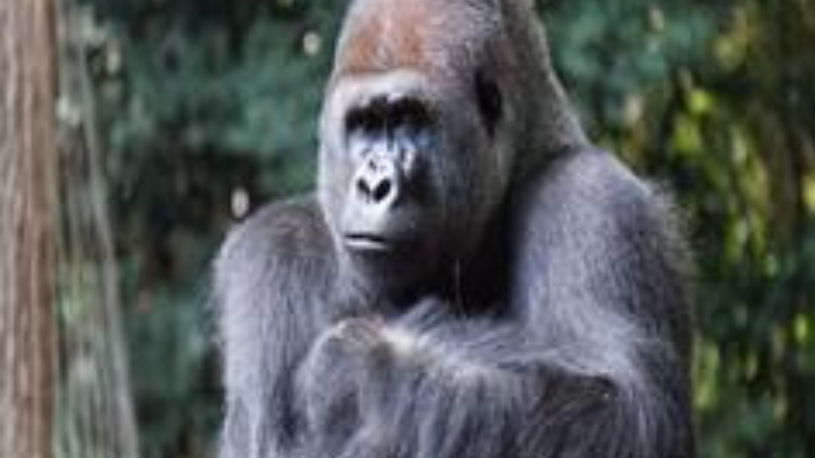 Assam: Seven Ape like endangered animals seized in Ramnathpur