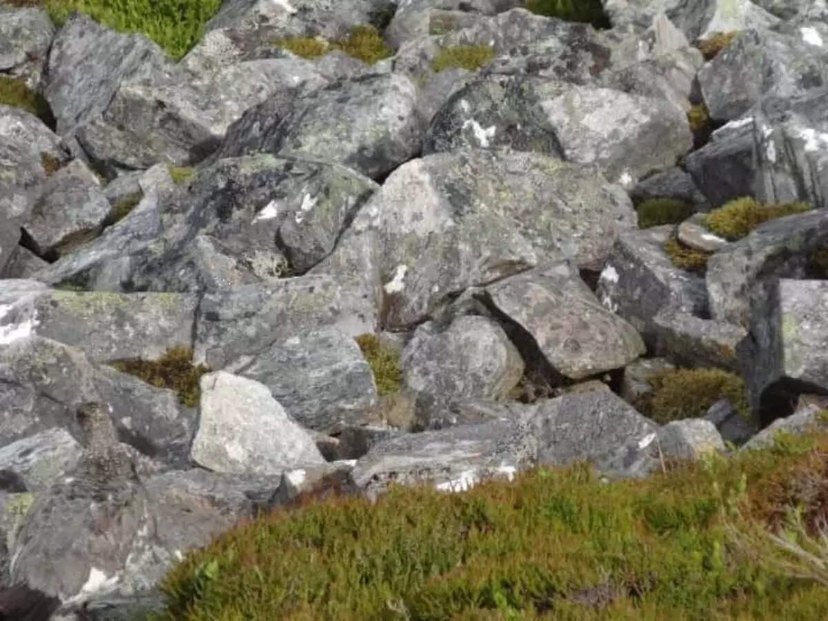 Optical Illusion: Spot the bird in 7 seconds!