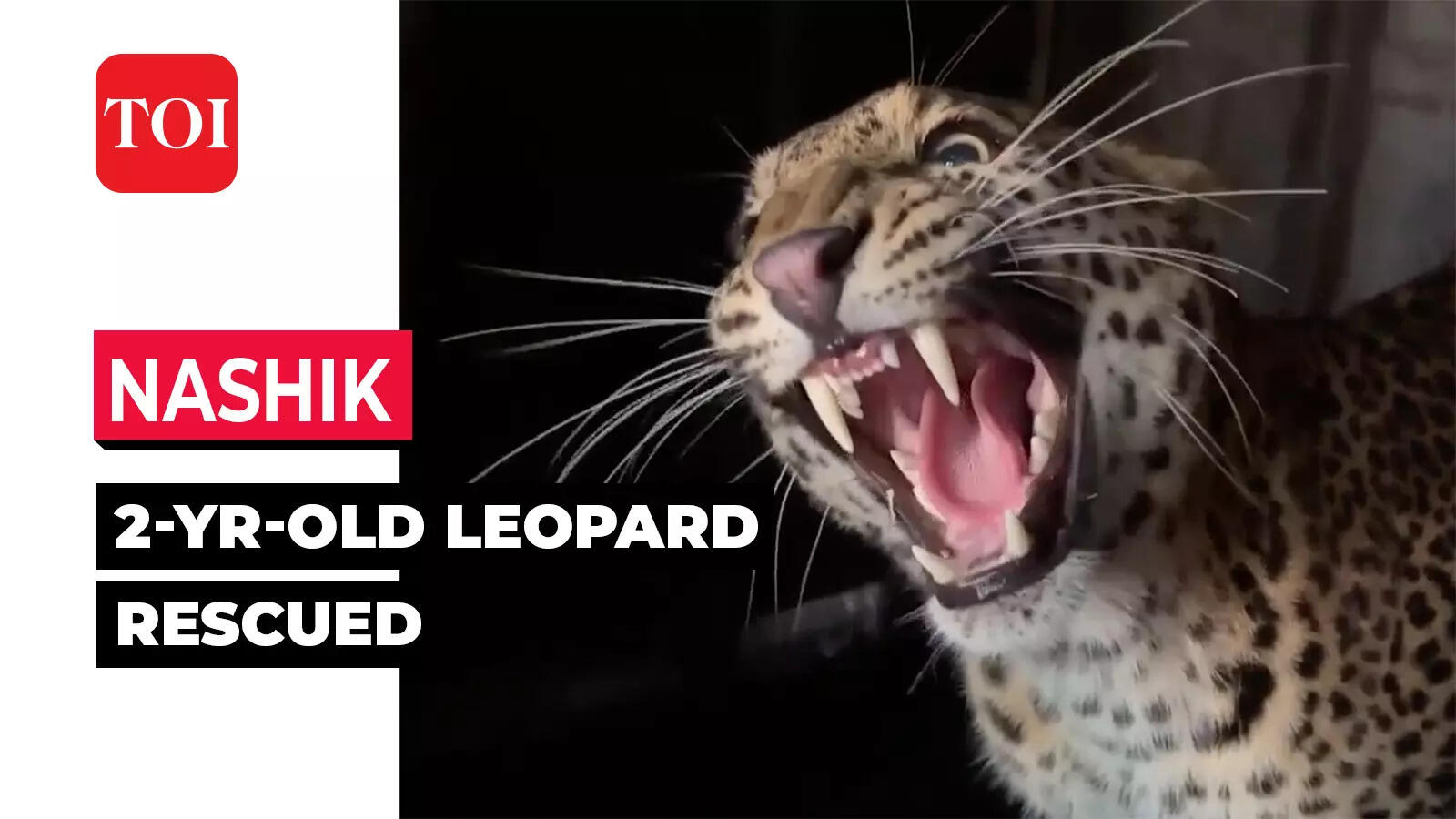 Female leopard rescued from farm well in Nashik