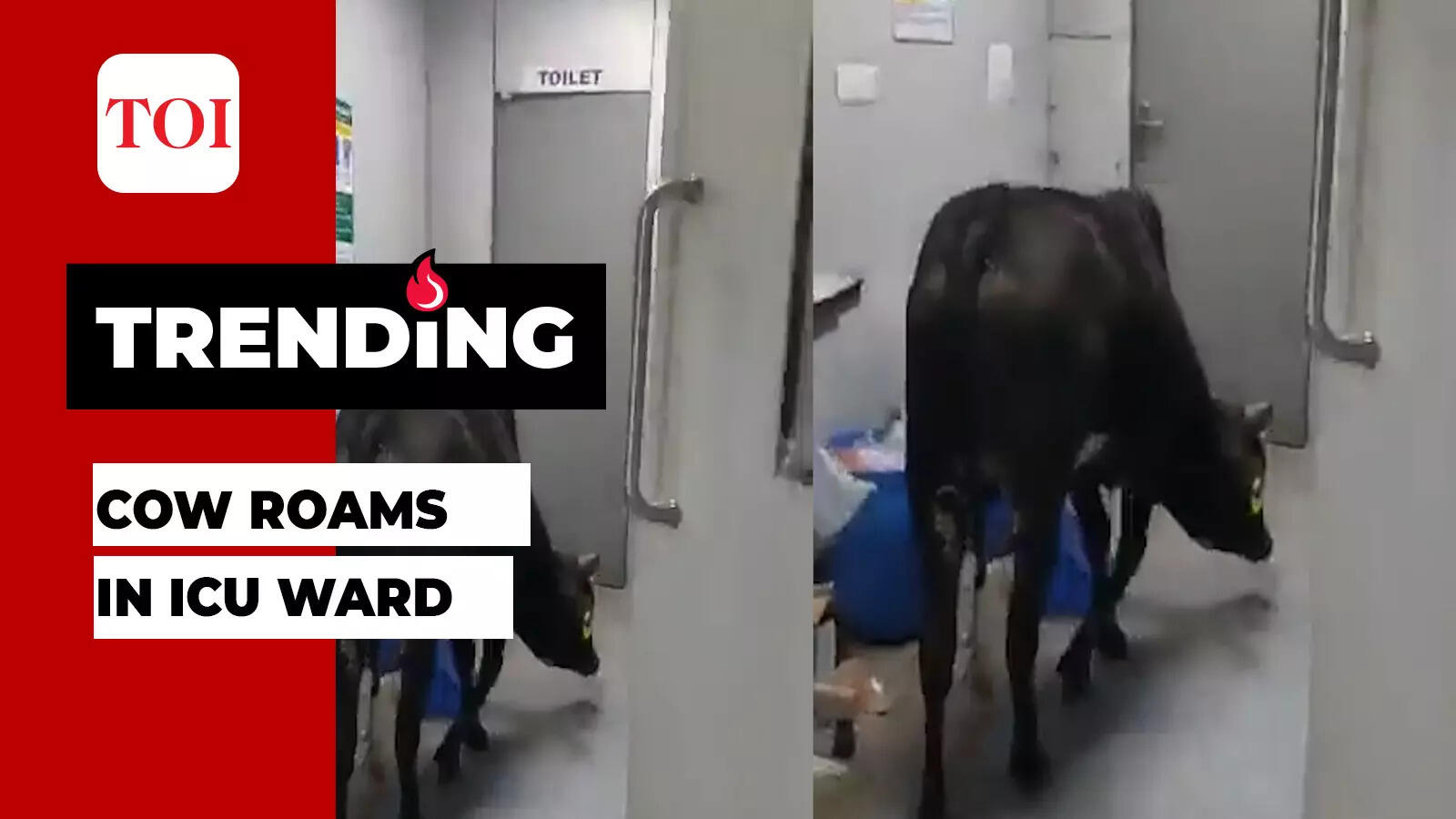 Viral Video: Cow wanders into ICU ward, eats medical waste at district ...
