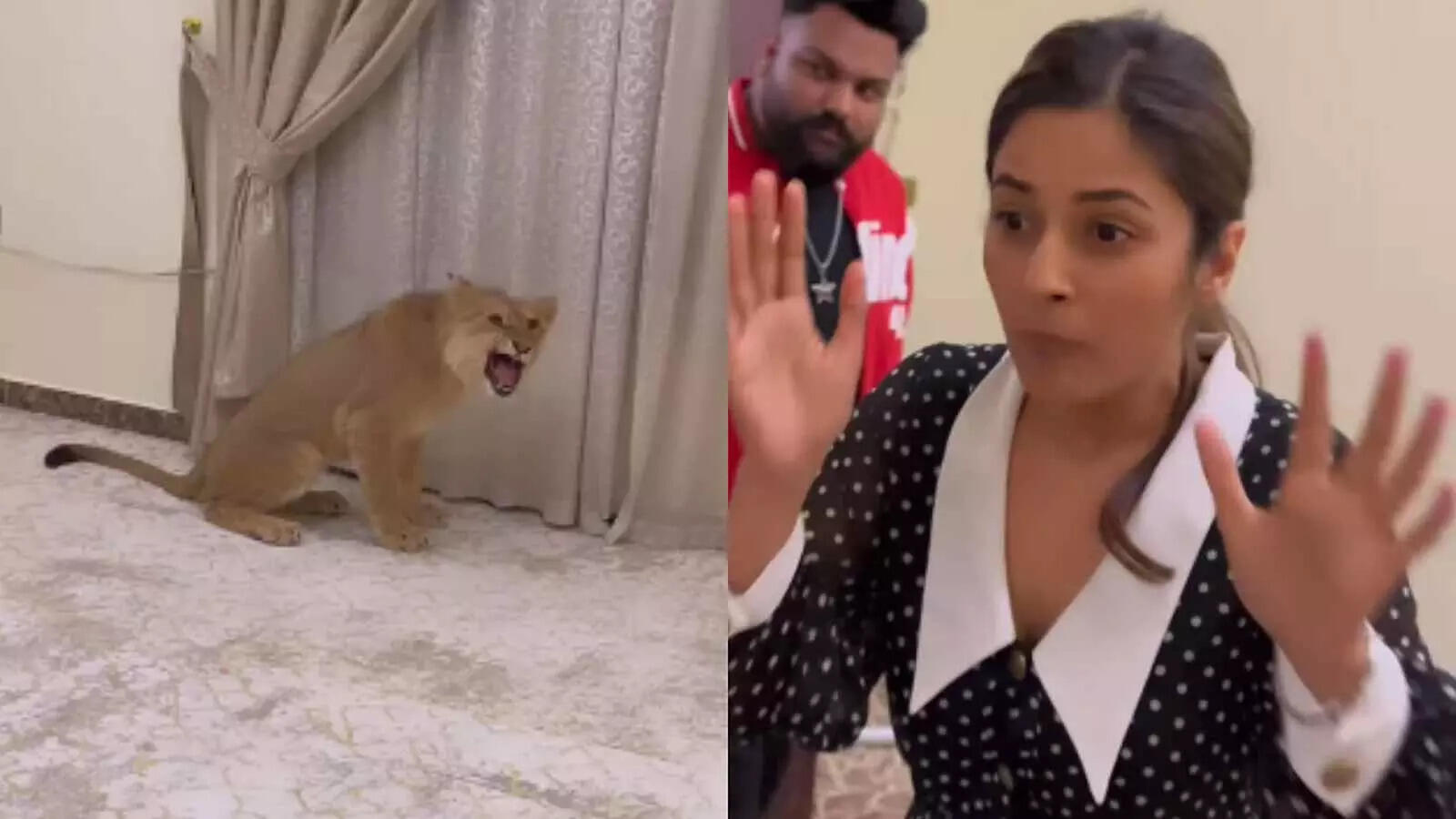 'Main Dar Gayi': Shehnaaz Gill runs after seeing a lion cub in Dubai ...