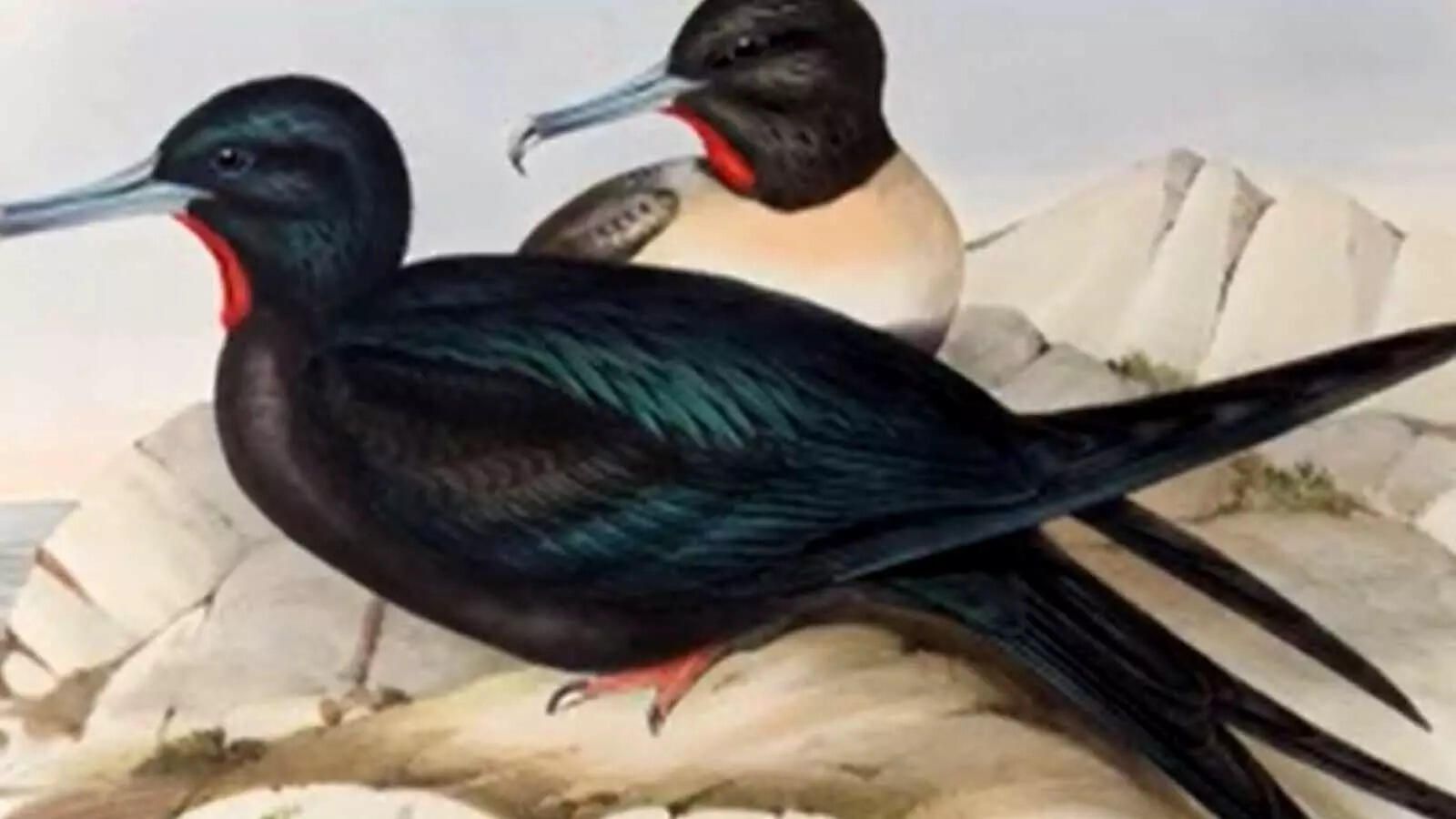 Planet's most unique birds at higher risk of extinction