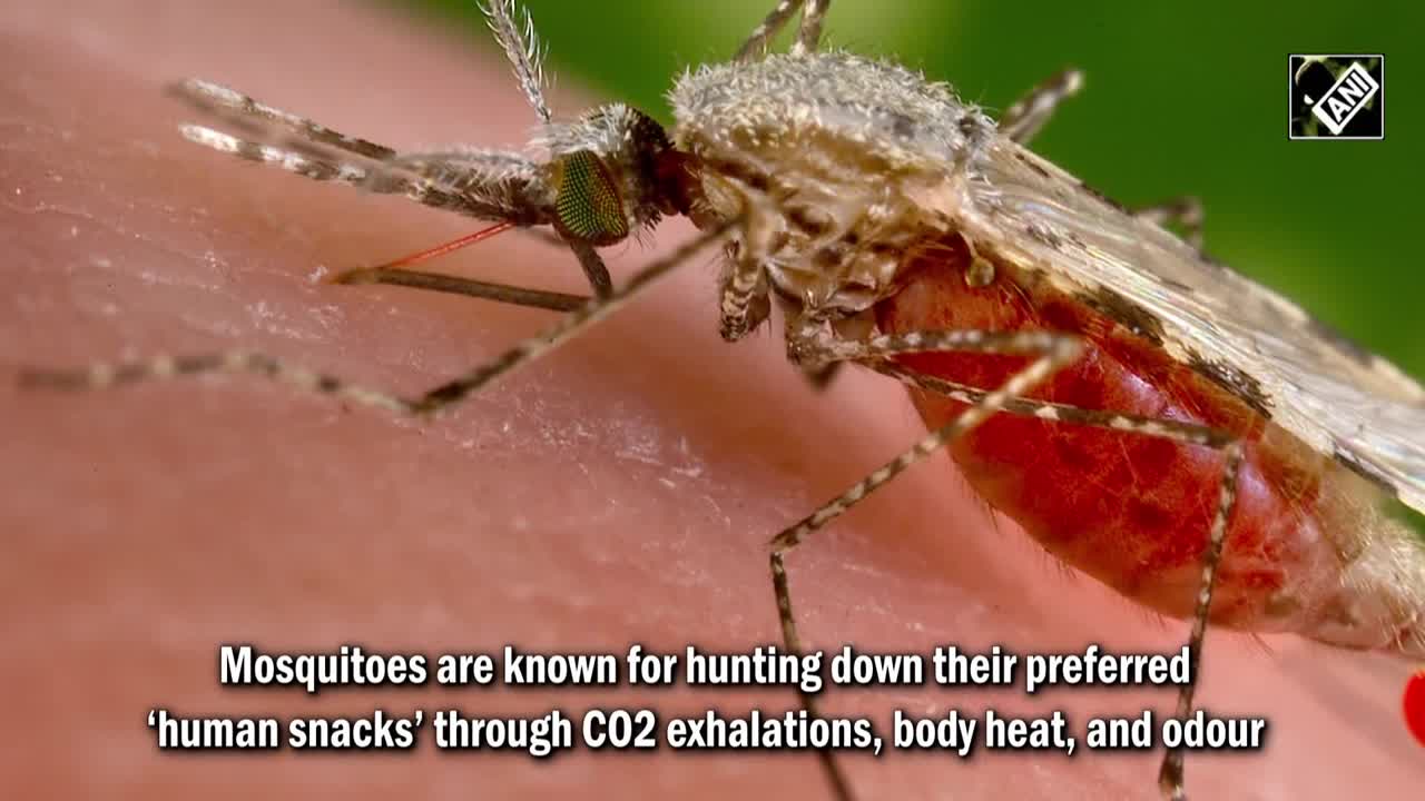 Mosquitoes bite some of us more than others, here's why