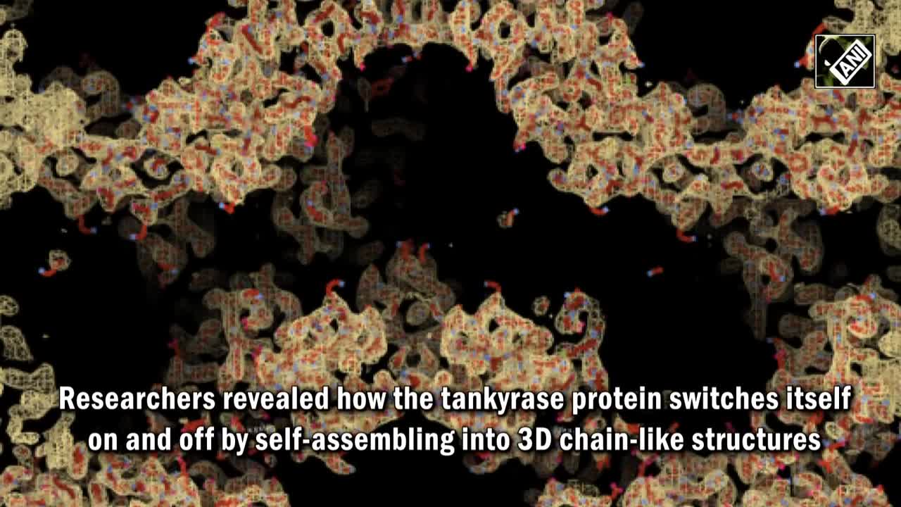 Study reveals key role of protein in helping drive bowel cancer