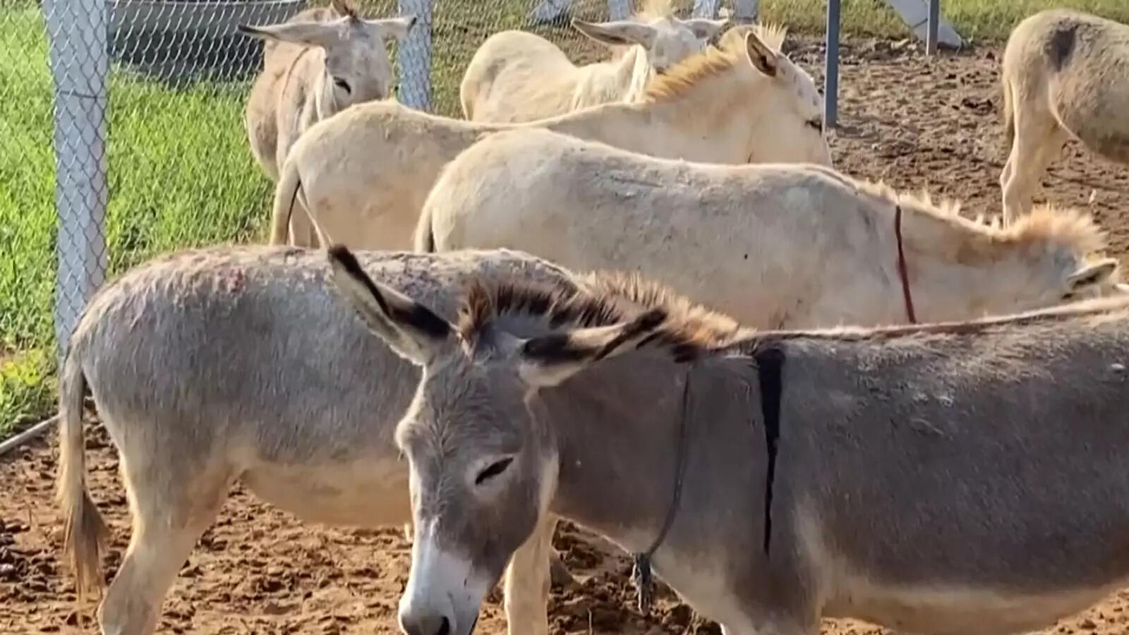 First Donkey milk production farm in Mahabubnagar of Telangana