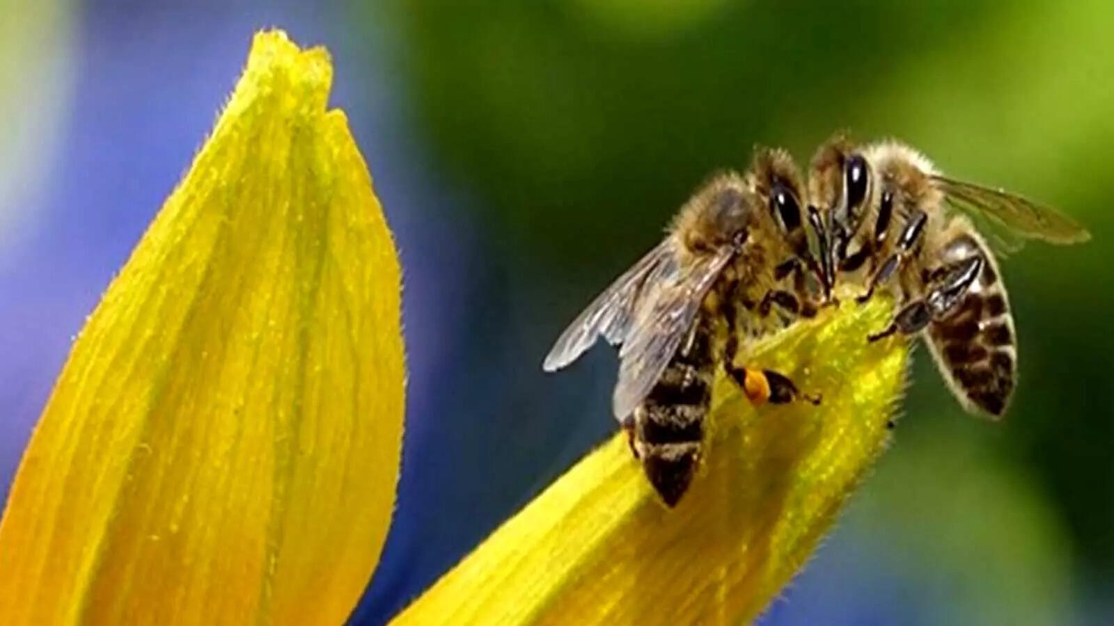 Study explores effect of carbon dioxide on bumble bee reproduction