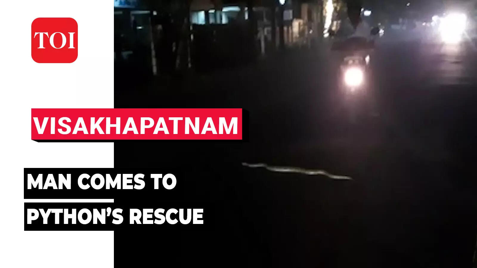 visakhapatnam: Watch: Man helps python to cross a busy road in ...