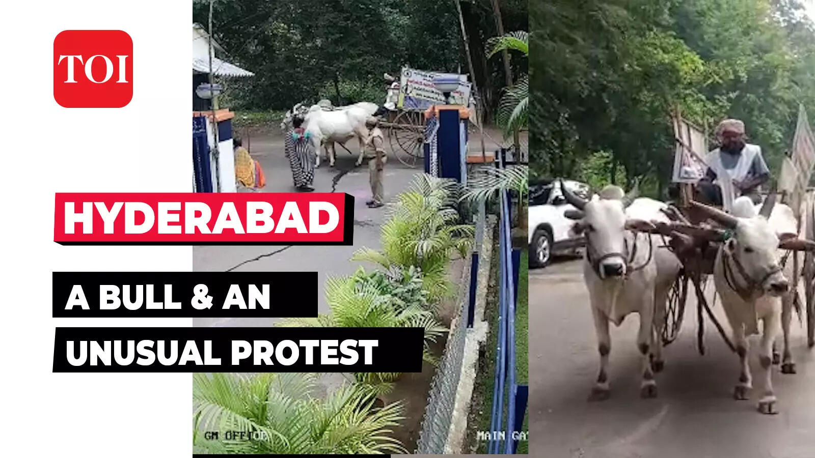Watch: What happens next after a bull urinates at Telangana collieries ...