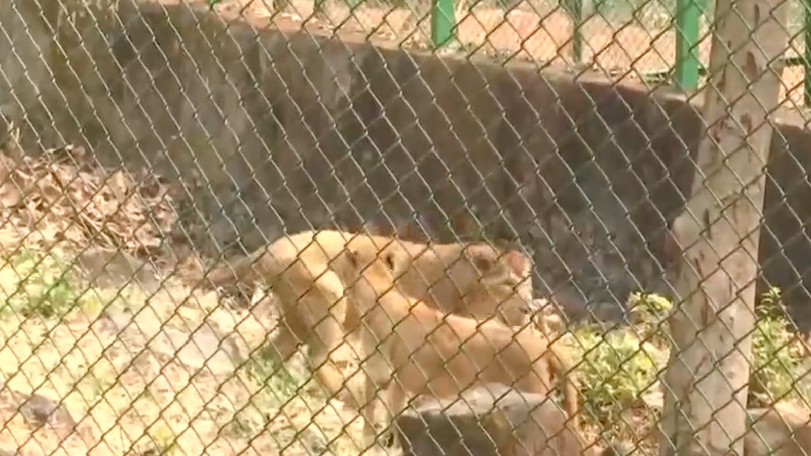 Pair of lions brought from Gujarat released in Sanjay Gandhi National ...