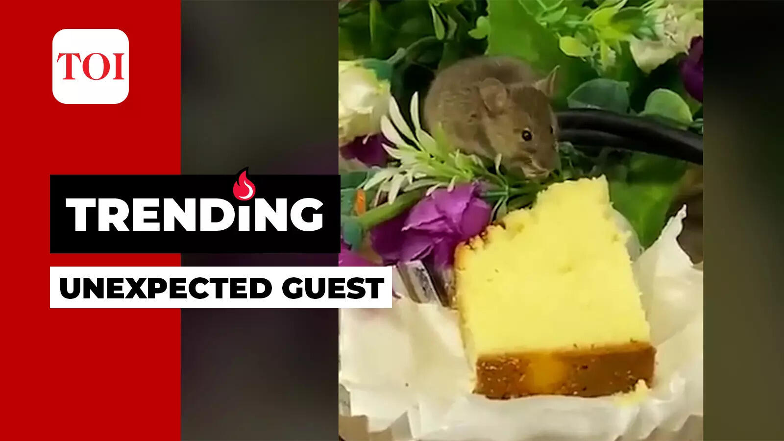 Caught on cam: Rat snacking cake served in meeting