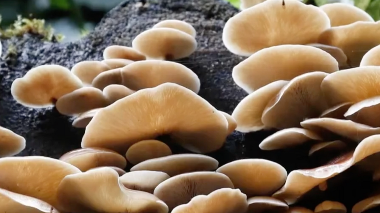 Understanding cryptic role fungi play in ecosystems
