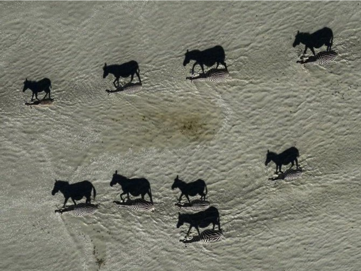 Wildlife photo shot in 2018 is one of the best optical illusions; see ...