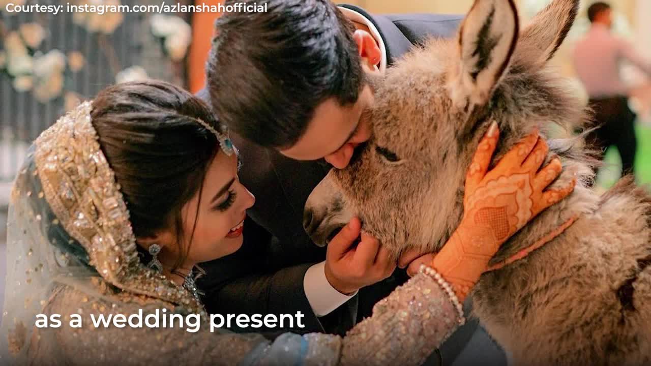 youtuber: Pakistan Youtuber gifts donkey to his bride as a wedding present