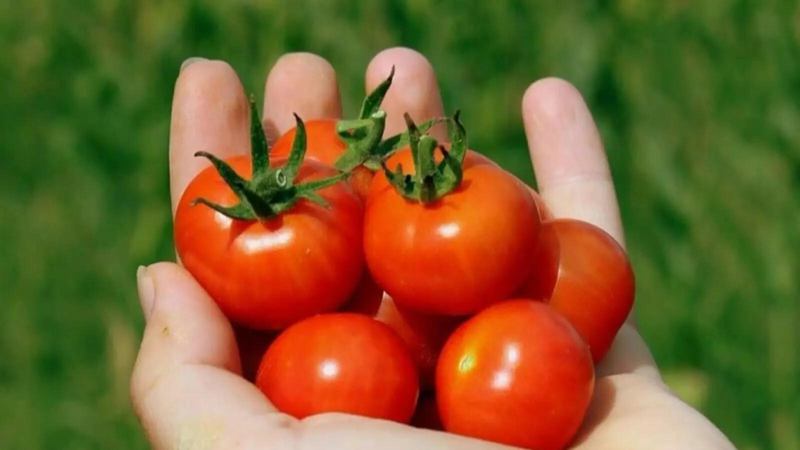 Tracing tomatoes' health benefits to gut microbes: Research