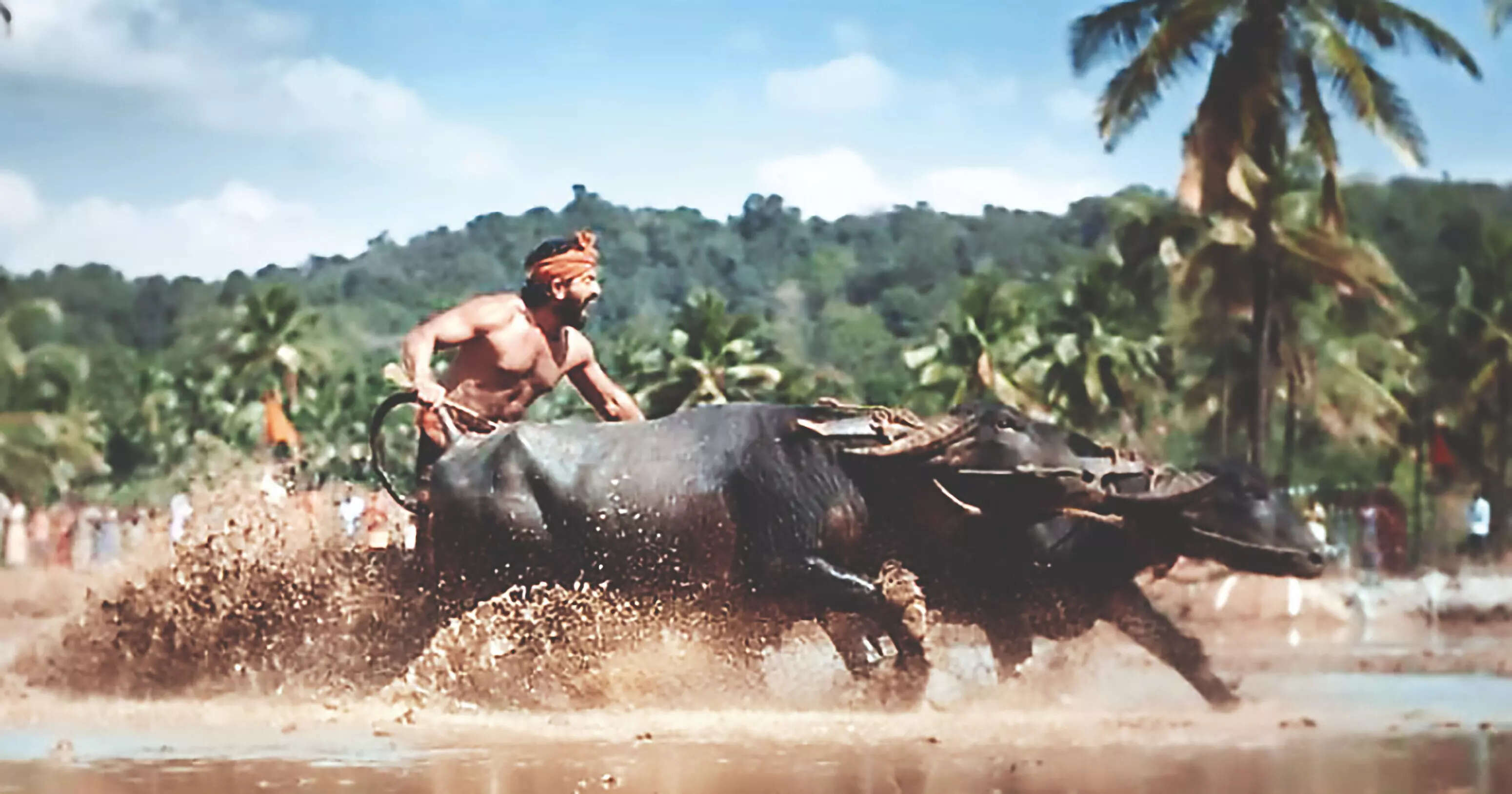 This year, Kantara adds to Kambala tourism sheen across coastal Karnataka - Times of India