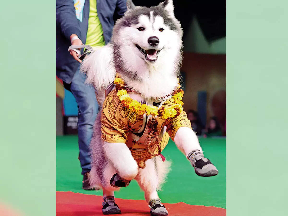 Delhiites party with supawstars at pet festival - Times of India