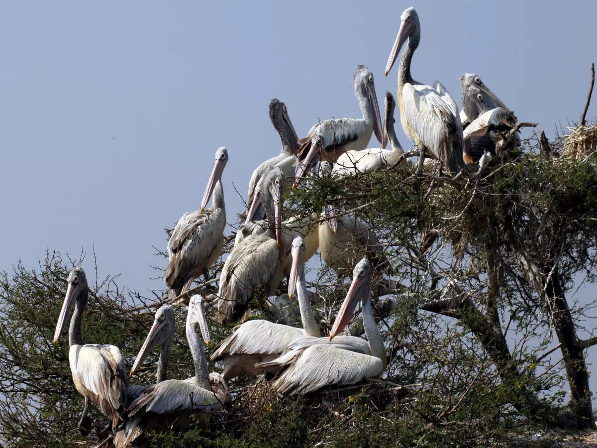 Andhra Pradesh’s Kolleru Lake is a wildlife hotspot; here’s why | Times ...