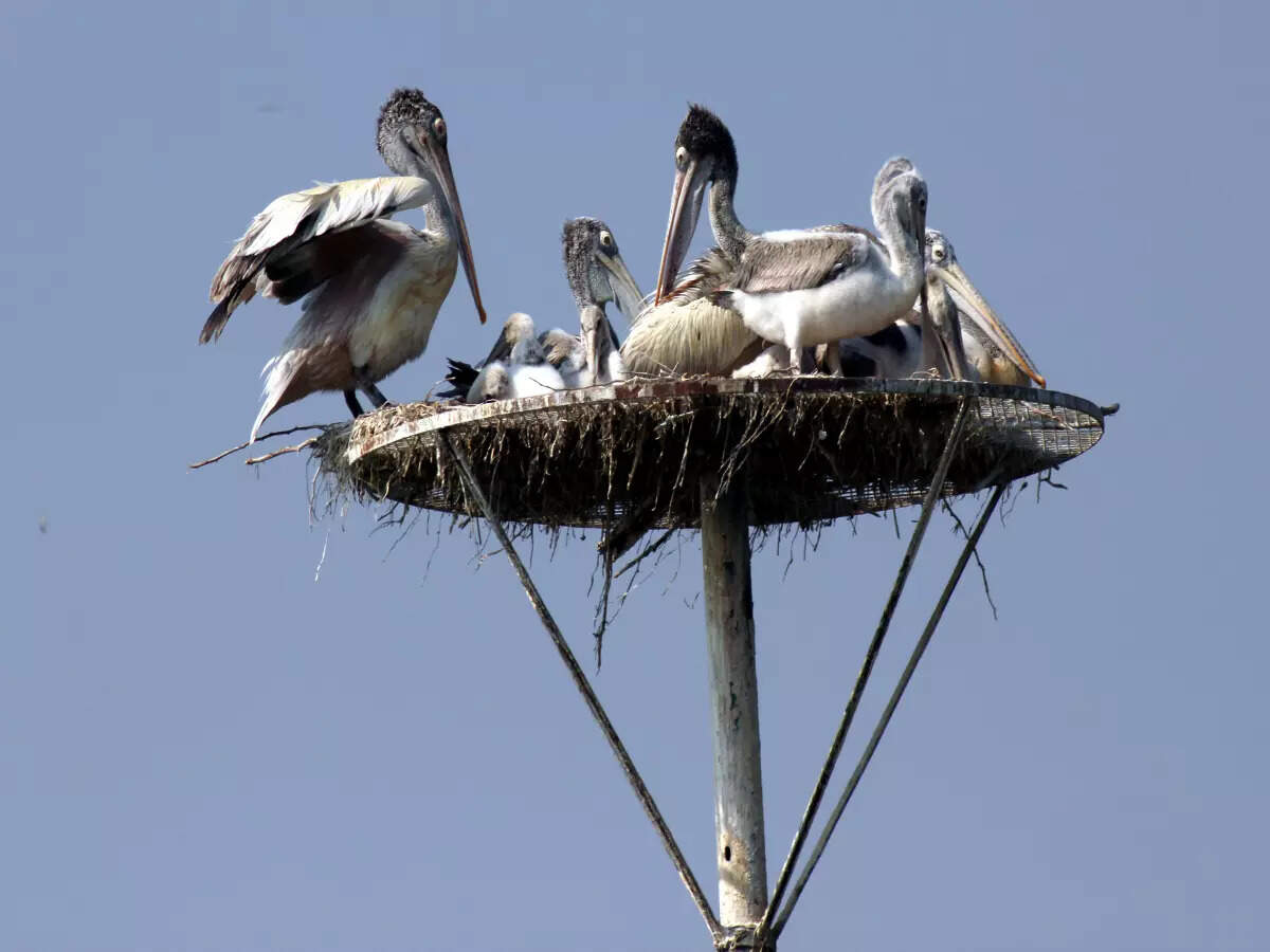 Andhra Pradesh’s Kolleru Lake is a wildlife hotspot; here’s why | Times ...