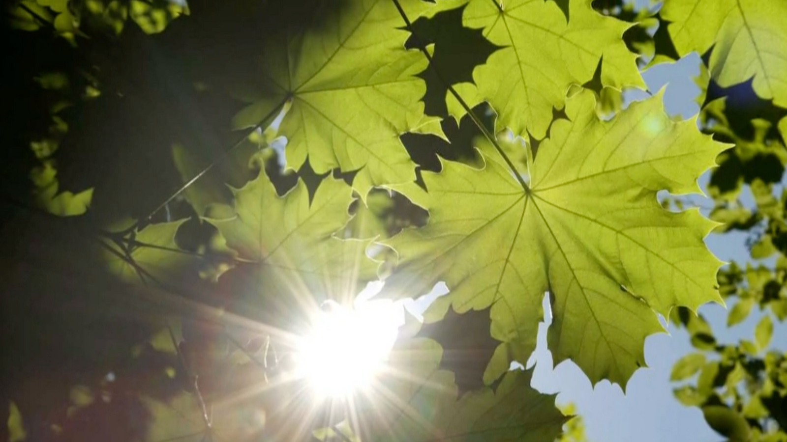 Research explains how plants optimise photosynthesis under changing ...