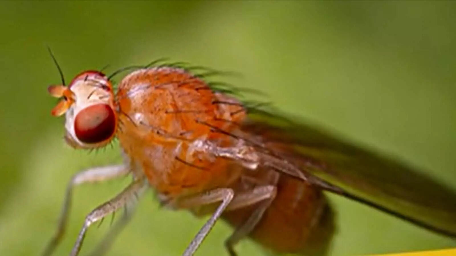 New study explores circadian clock of fruit fly