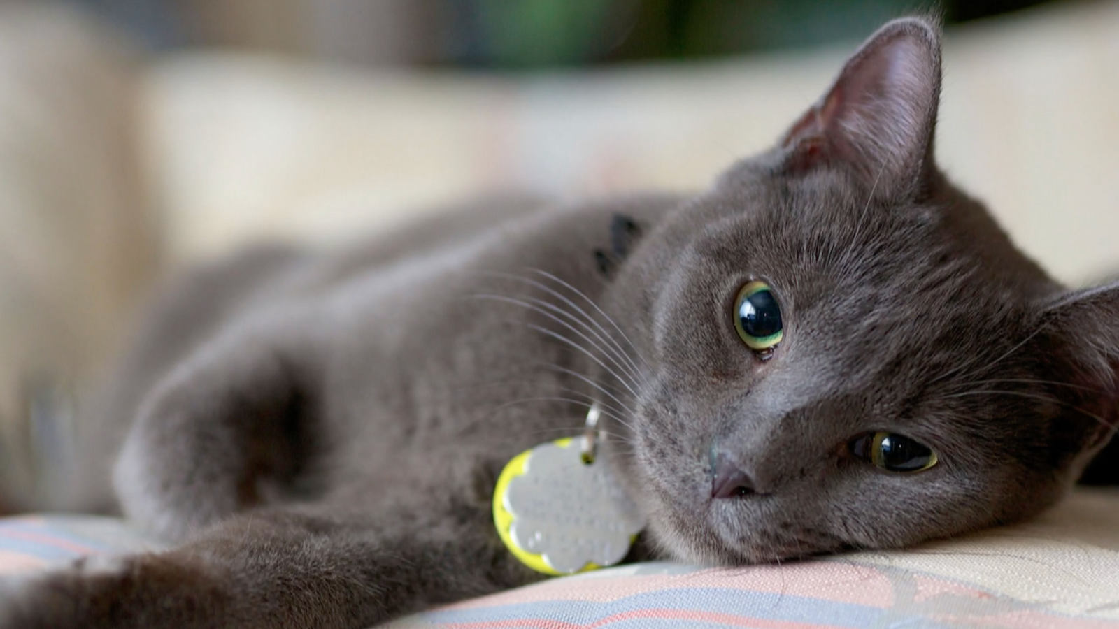 Study finds genes influence cats' response to disease medication