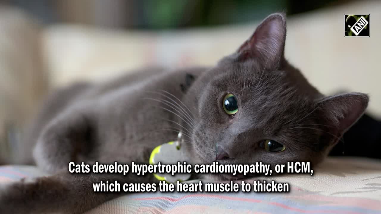 Study finds genes influence cats' response to disease medication