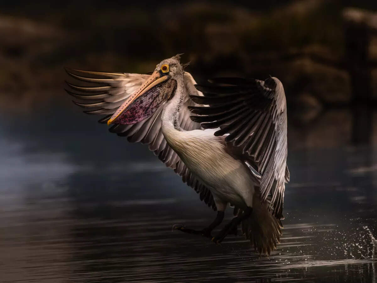 Experience the best of nature at the ongoing Flamingo Festival in ...