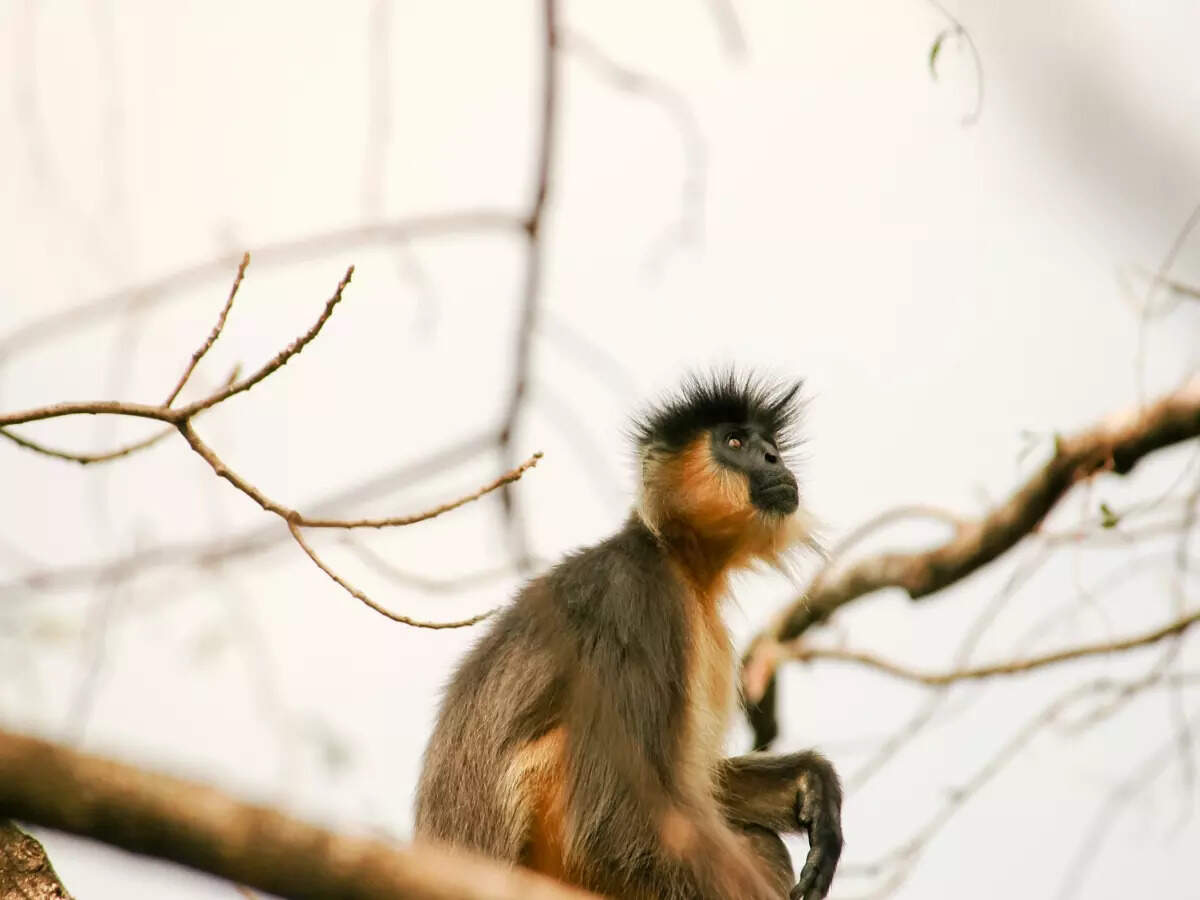 Explore the wild side of Assam at Manas National Park | Times of India ...