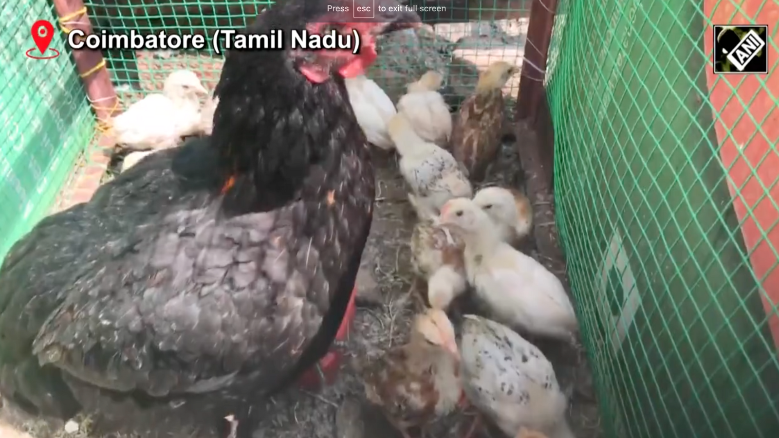 TN: 8.1 inches egg preserved for Guinness World Record in Coimbat