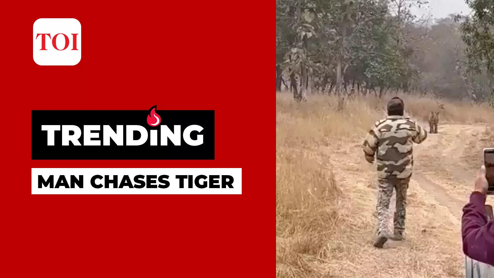 Man chases tiger in a national park with mobile phone in hand, video ...