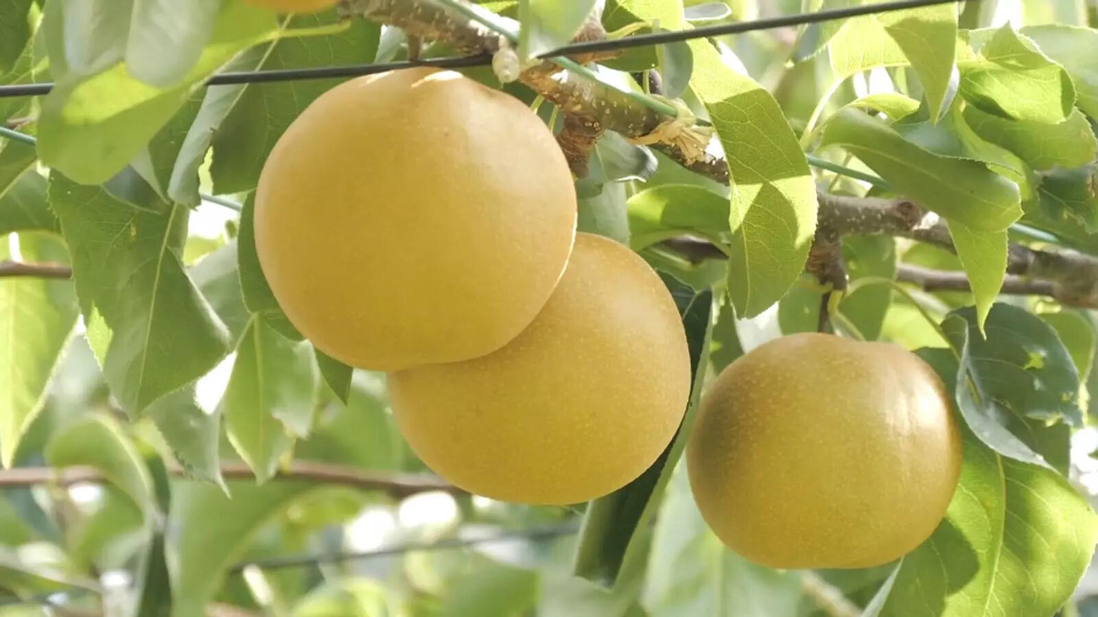 Japan’s Fukushima becomes major fruit production hub