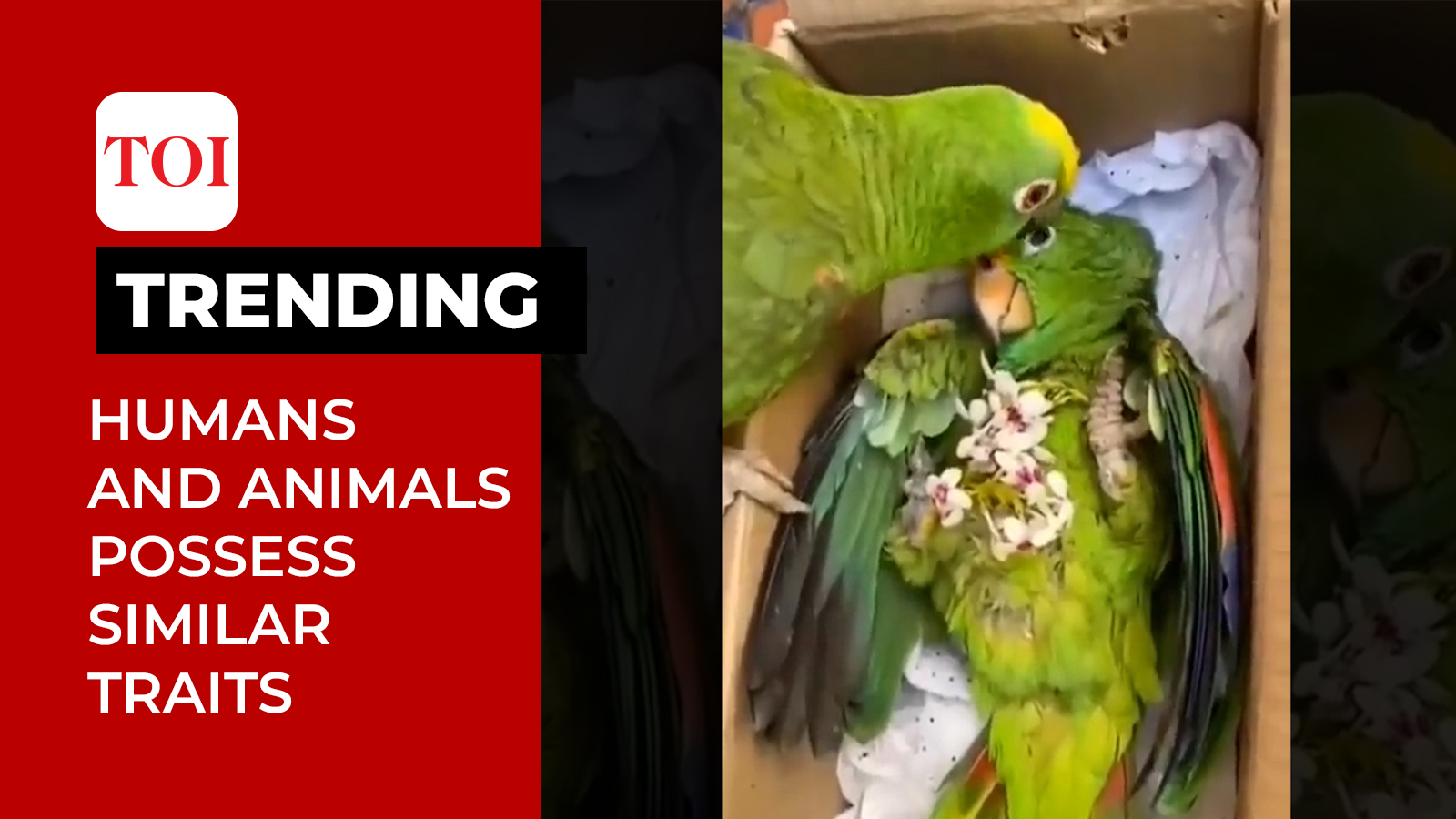 Video of parrot mourning its friend’s death goes viral