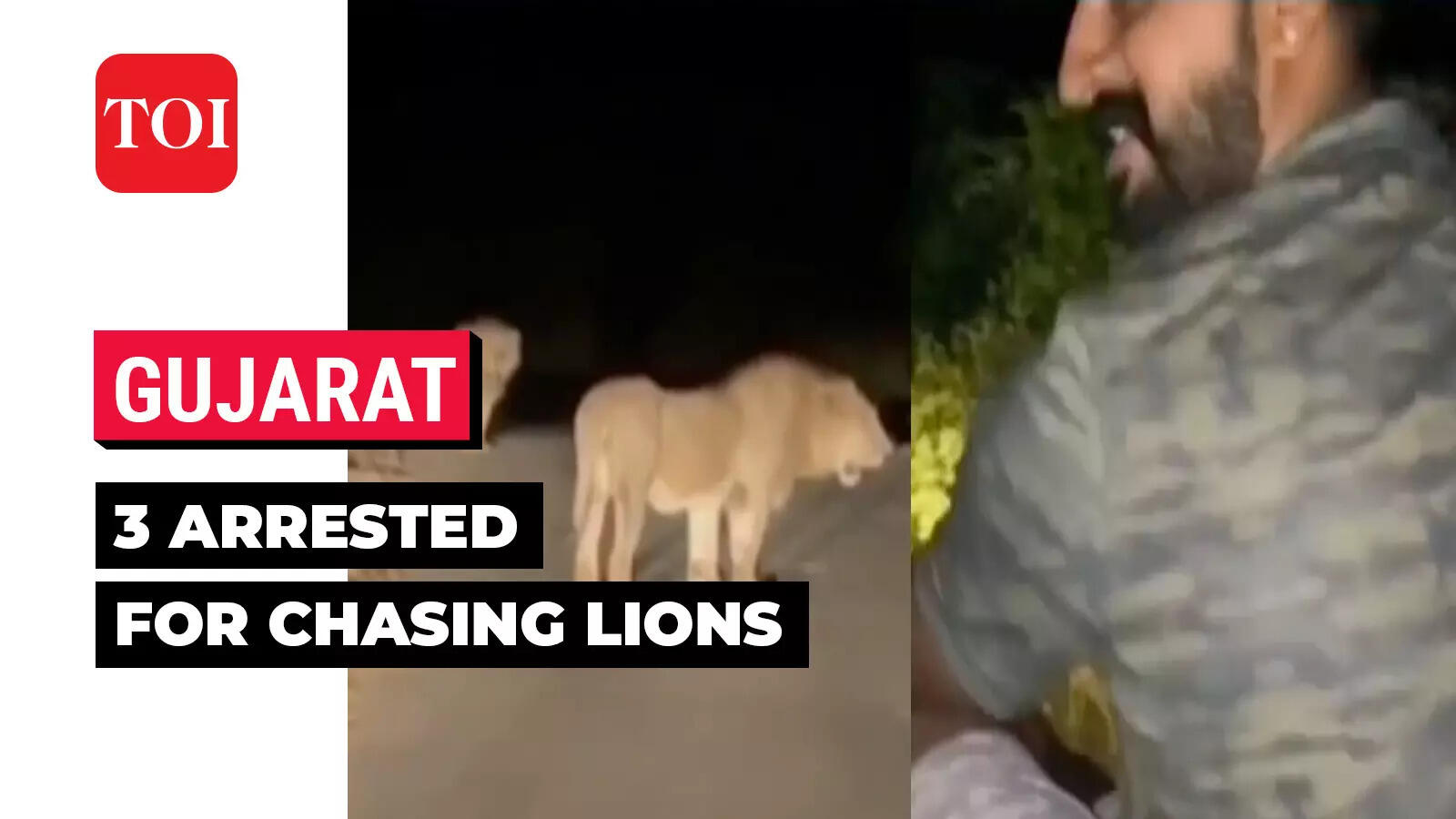 Gujarat 3 Arrested After Videos Of Chasing Harassing Lions In Gir Wildlife Sanctuary Goes Viral