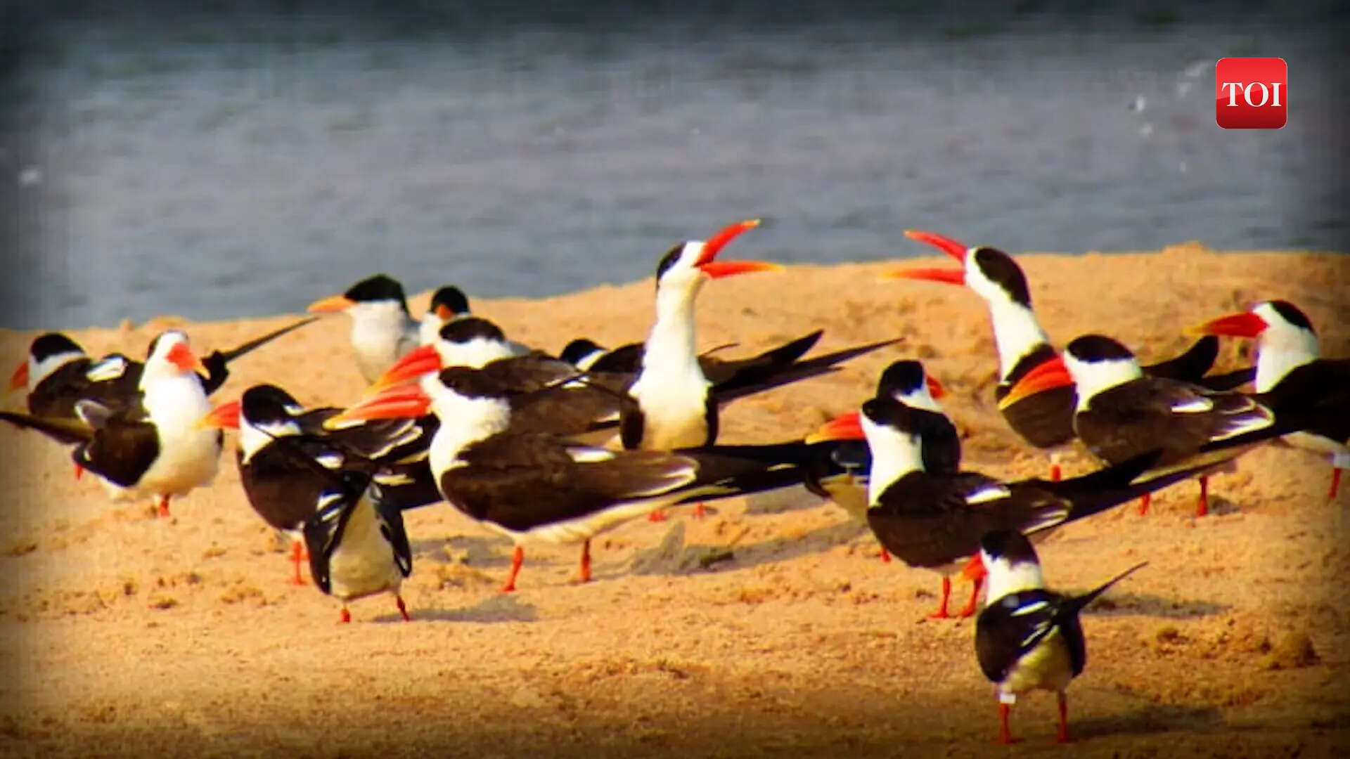 Dholpur becomes a new home to several migratory birds, boosting the ...