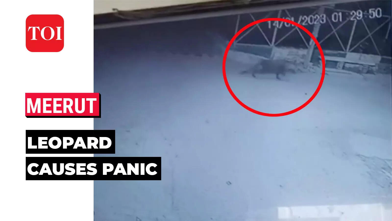 Caught on CCTV: Leopard in dense locality in Meerut causes panic