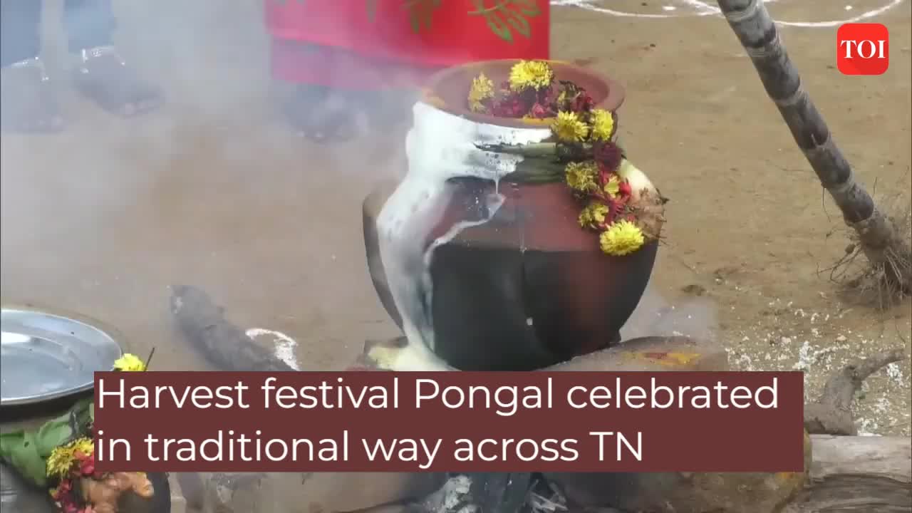 Harvest festival Pongal celebrated across Tamil Nadu