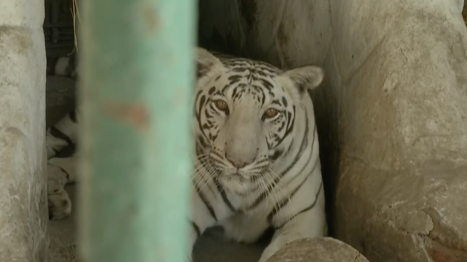 Special arrangements for Zoo Animals amid chilling winter in Ahmedabad ...