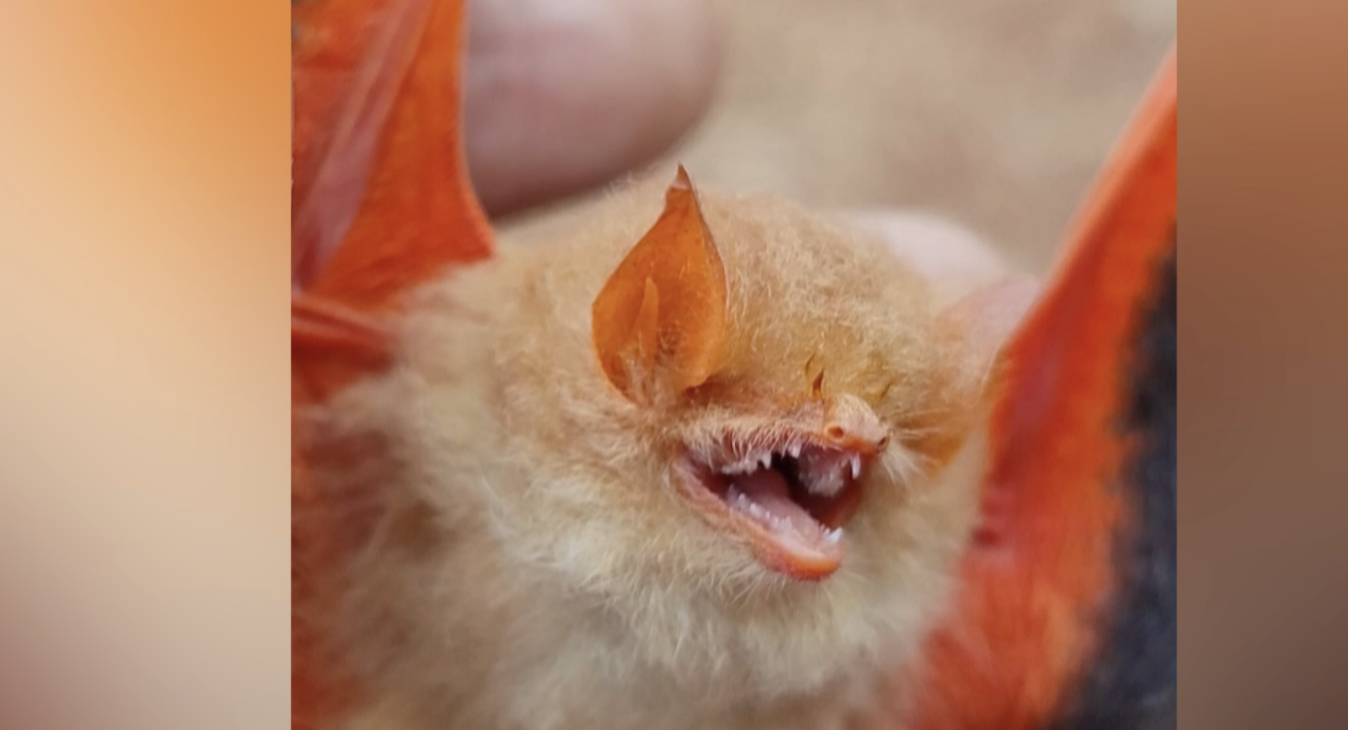 orange bat: Chhattisgarh: Endangered species Indian Wolf, Orange Bat ...