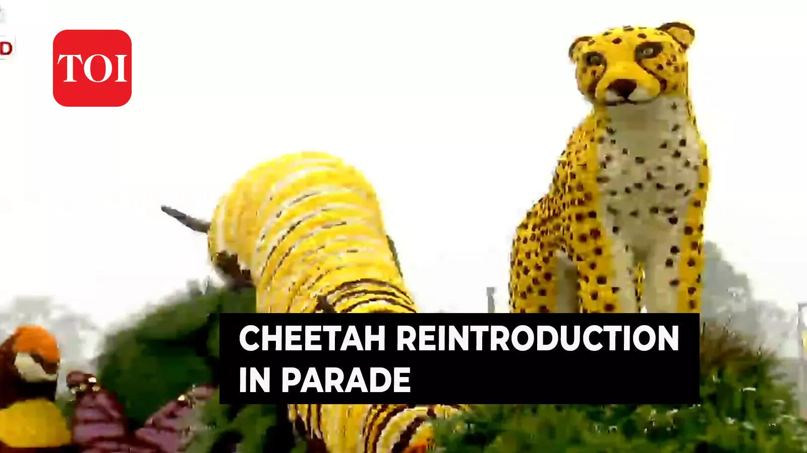 cheetah: Watch: Biodiversity conservation, cheetah reintroduction theme ...