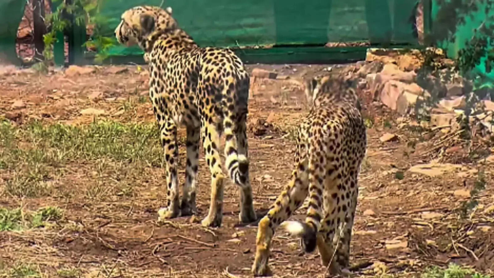India to welcome more cheetahs