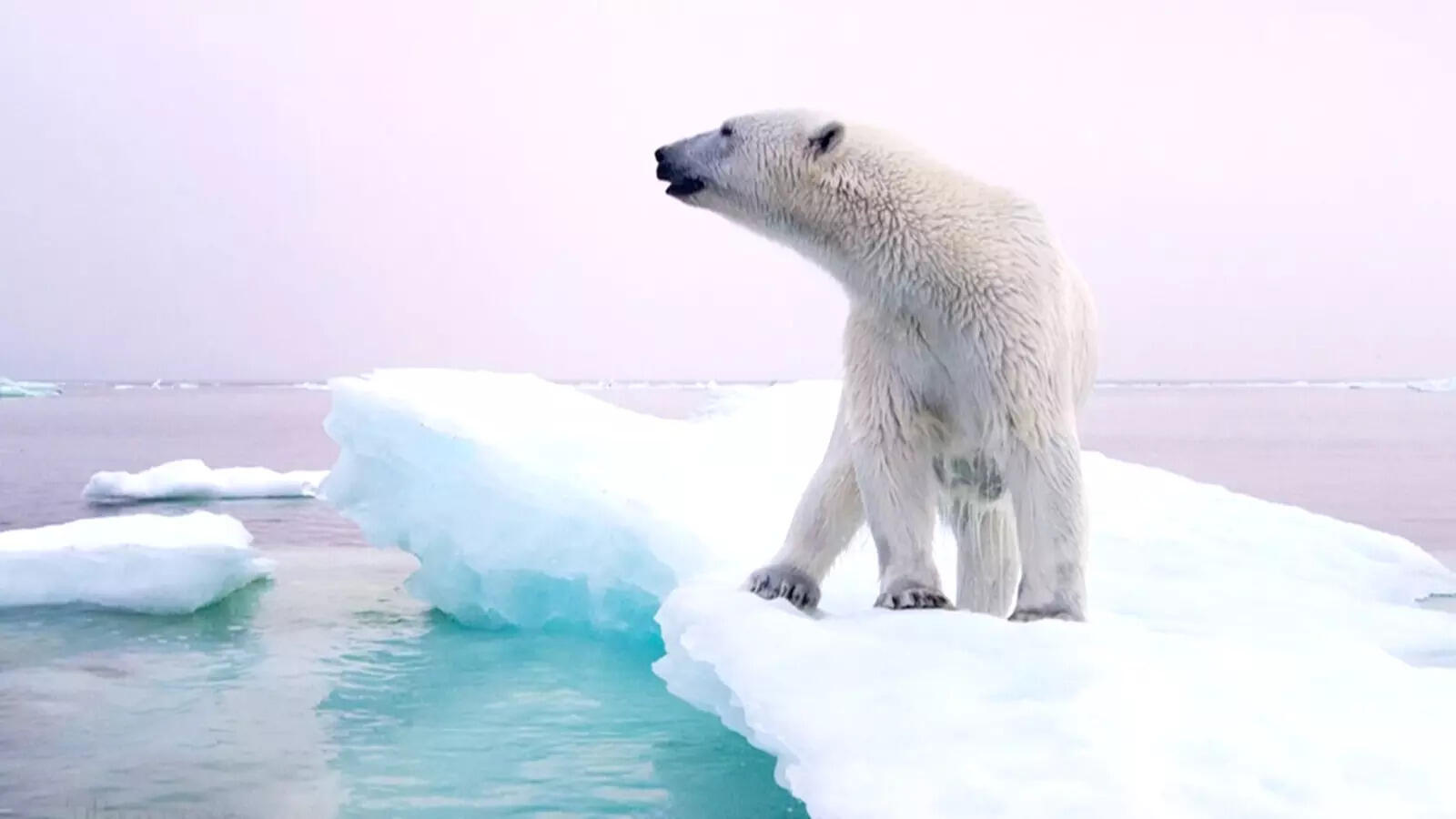 How species adapt: Ancestral variation guides future environmental ...