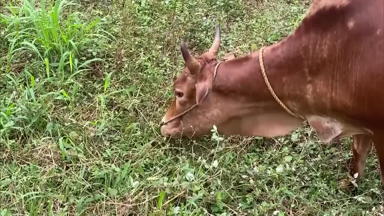 Kerala: Food poisoning among cows in Kottayam, one cattle dies