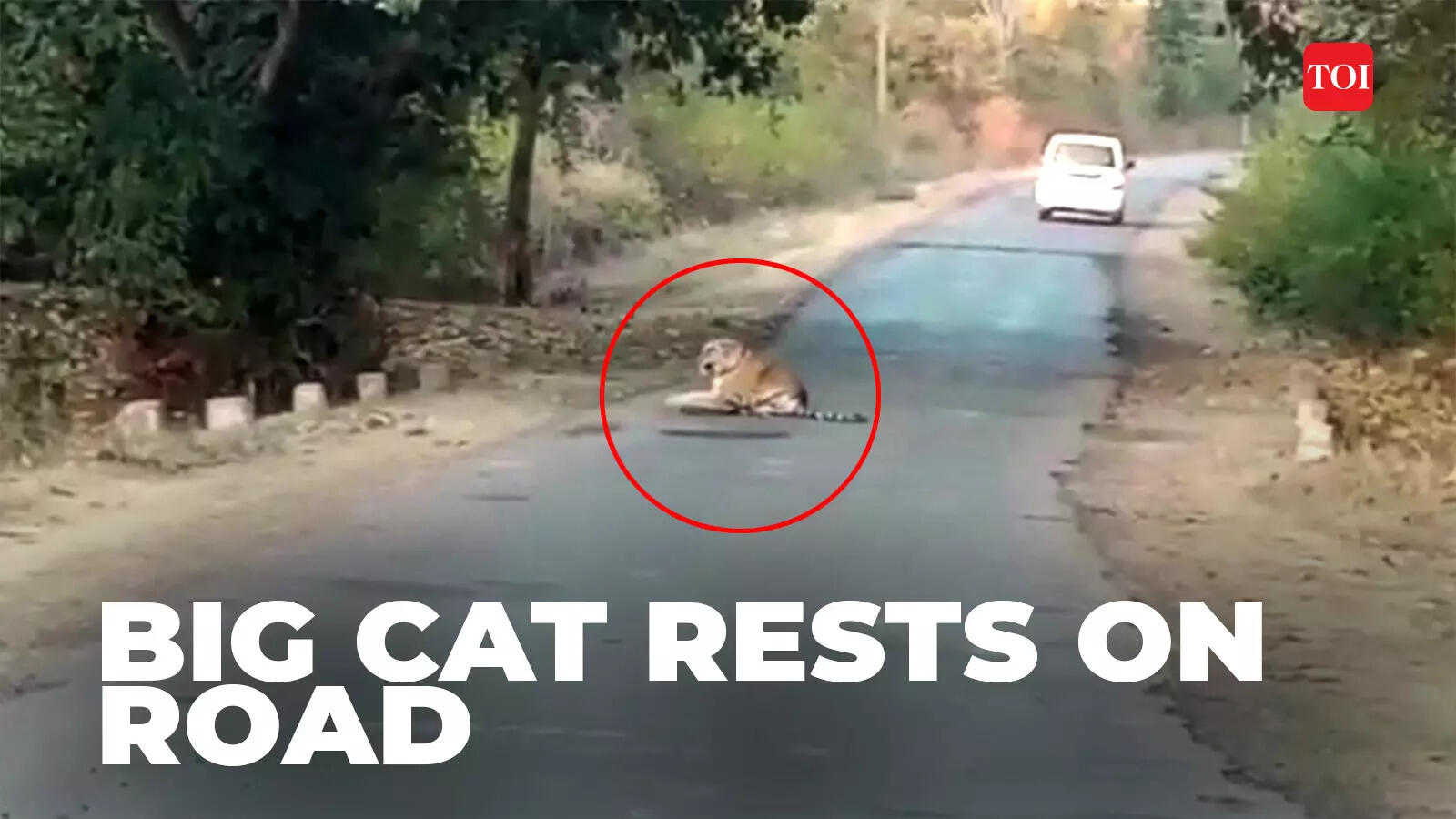 MP: Tiger spotted in the middle of road in Satna district